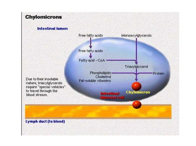 Biosintesis lipid | PPTX