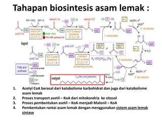 Biosintesis lipid | PPT