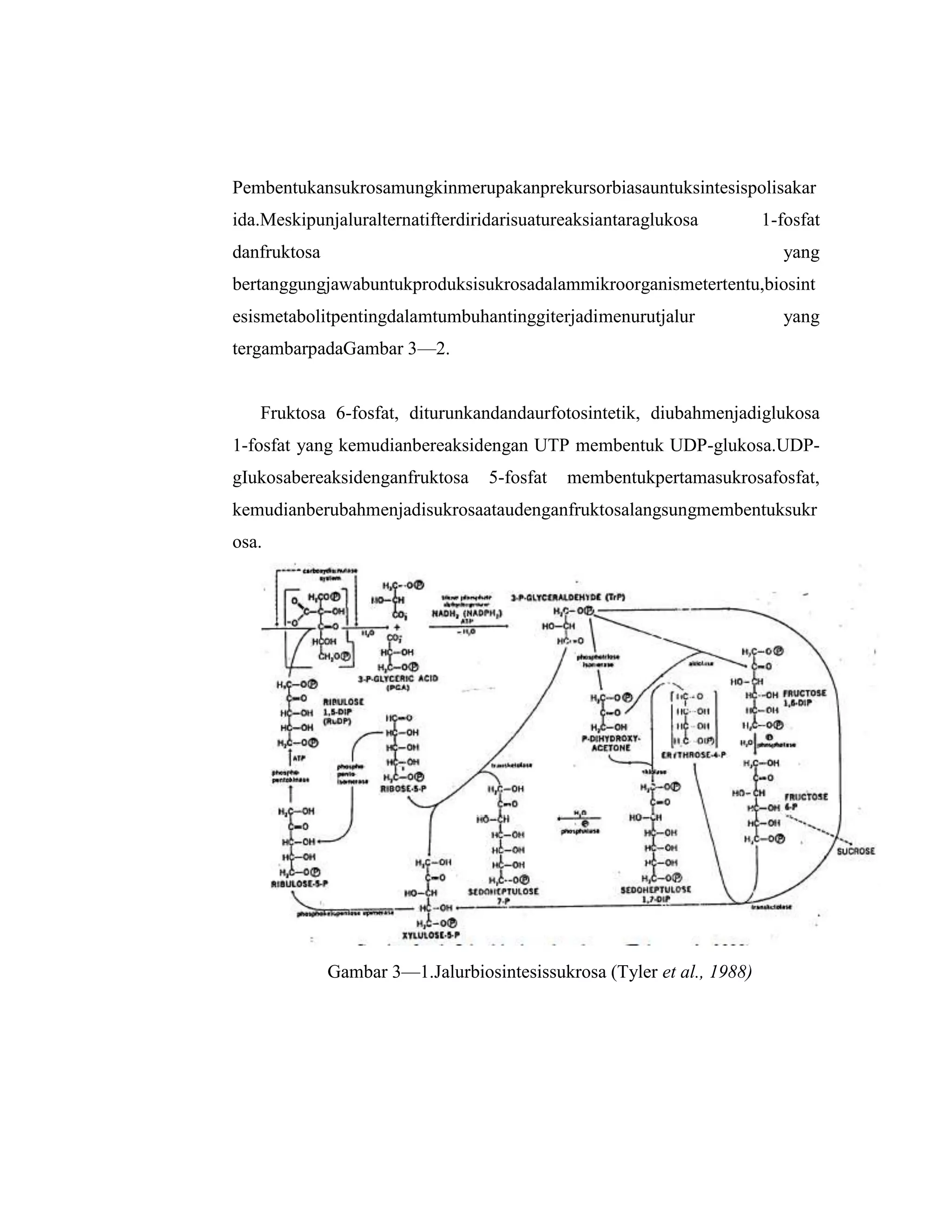 Biosintesis metabolit primer dan sekunder | DOCX
