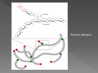 Biosinteza ugljenih hidrata | PPT