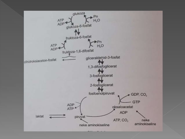 Biosinteza ugljenih hidrata | PPT