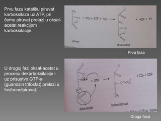 Biosinteza ugljenih hidrata | PPT