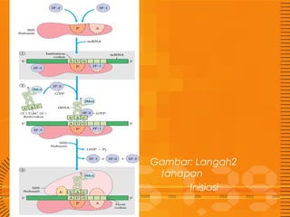 Biosintesis Protein | PPT