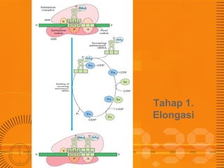 Biosintesis Protein | PPT