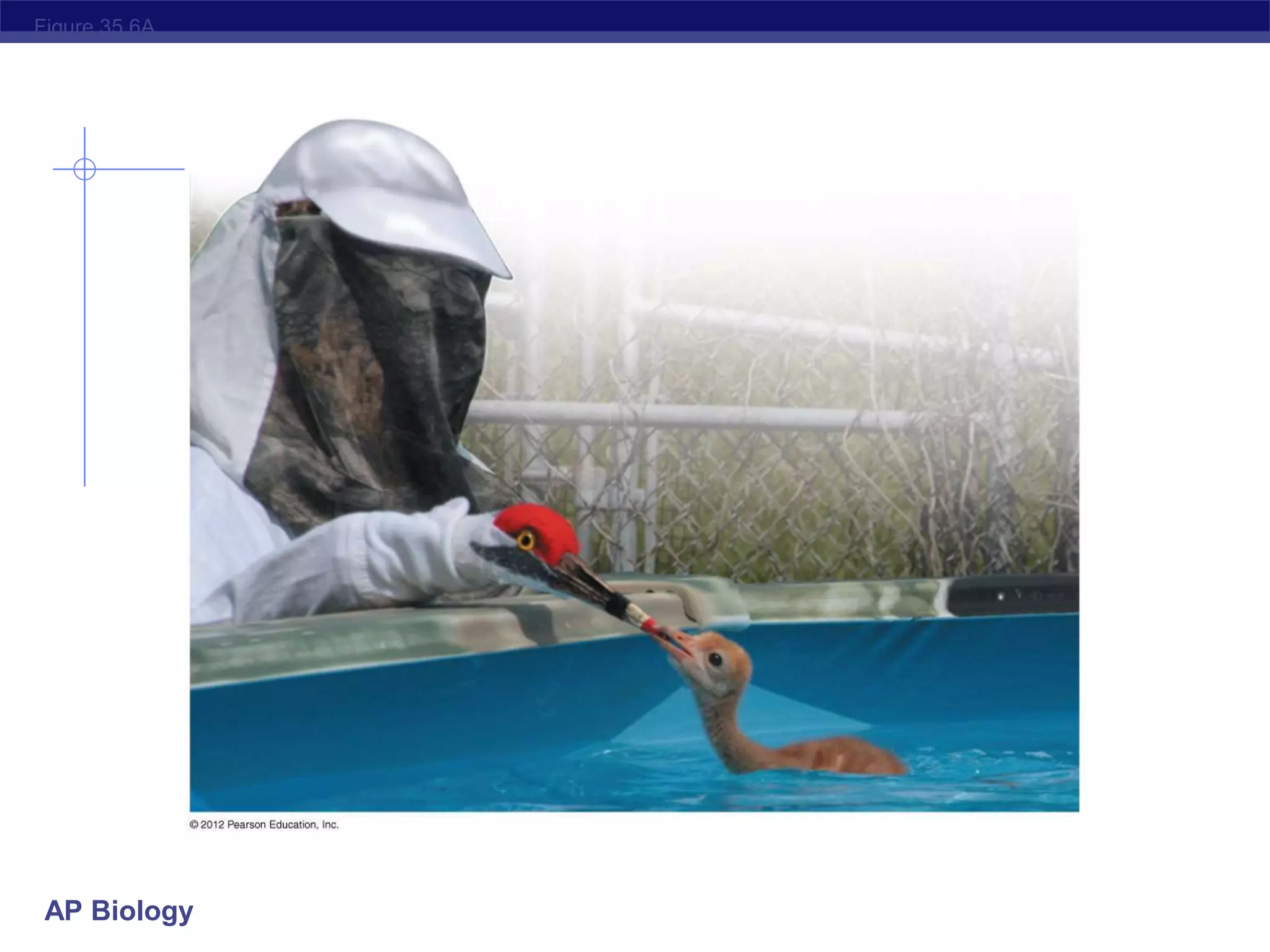 animals behavior | PPT