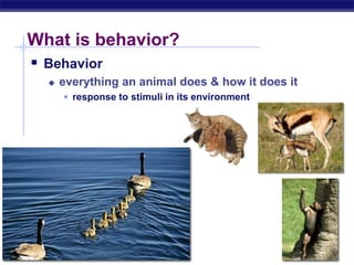 animals behavior | PPT