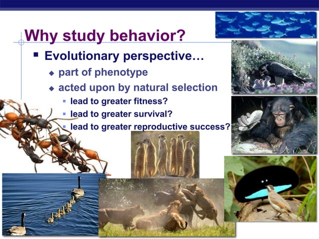 animals behavior | PPT