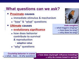 animals behavior | PPT