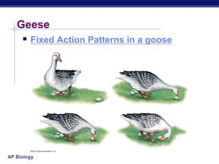 animals behavior | PPT