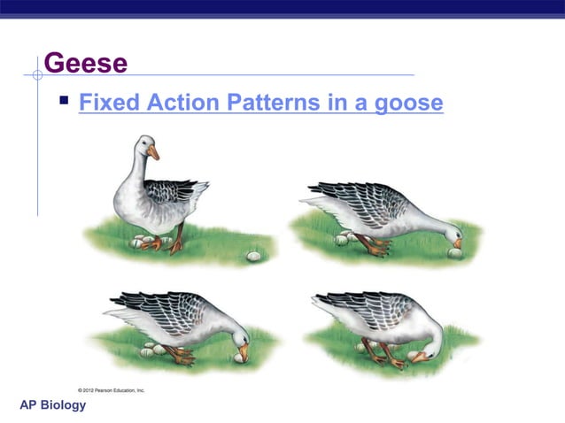 animals behavior | PPT