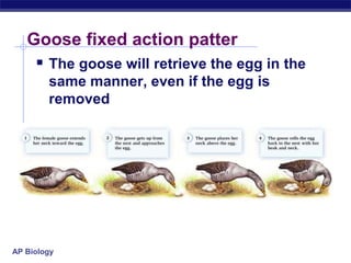 animals behavior | PPT
