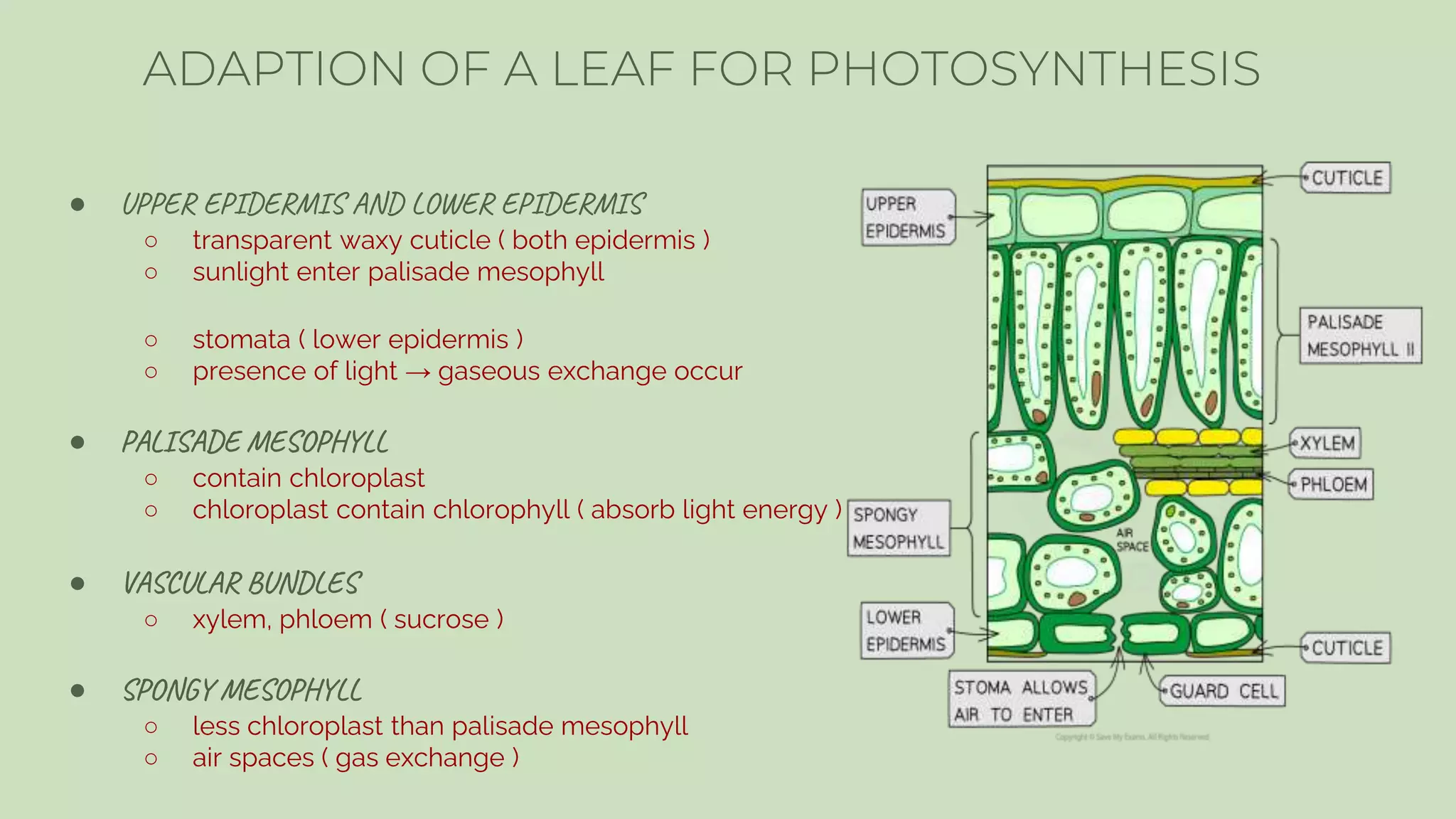 plant strucure | PPTX | Gardening | Home & Garden