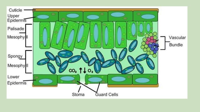 plant strucure | PPTX