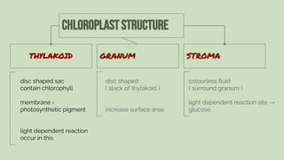 plant strucure | PPTX | Gardening | Home & Garden