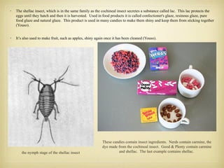 Entomophagy | PPT