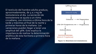 Biosíntesis de la testosterona- Lester Villarreal.pptx