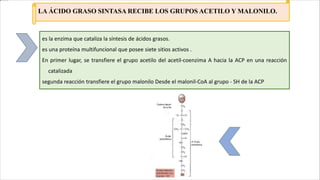 Biosíntesis de Lípidos (1).. (1).pptx