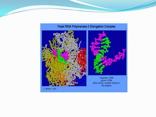 Biosnthesis of rna | PPTX