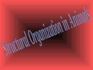 Structural Organisation In Animals- connective Tissue | PPT