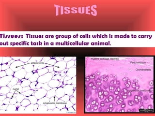 Structural Organisation In Animals- connective Tissue | PPT