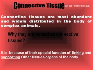 Structural Organisation In Animals- connective Tissue | PPT