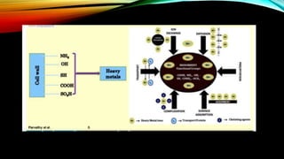 Biosorption | PPT | Chemistry | Science