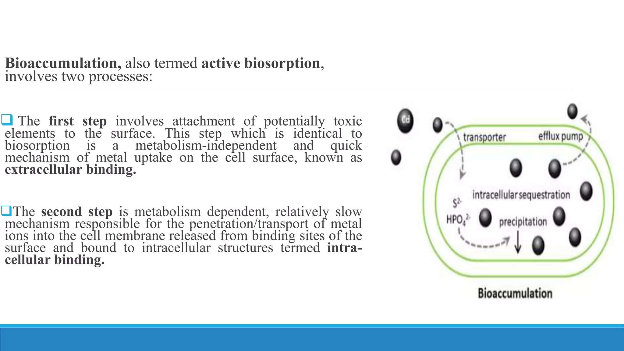 Biosorption and Bioaccumulation ppt.pptx