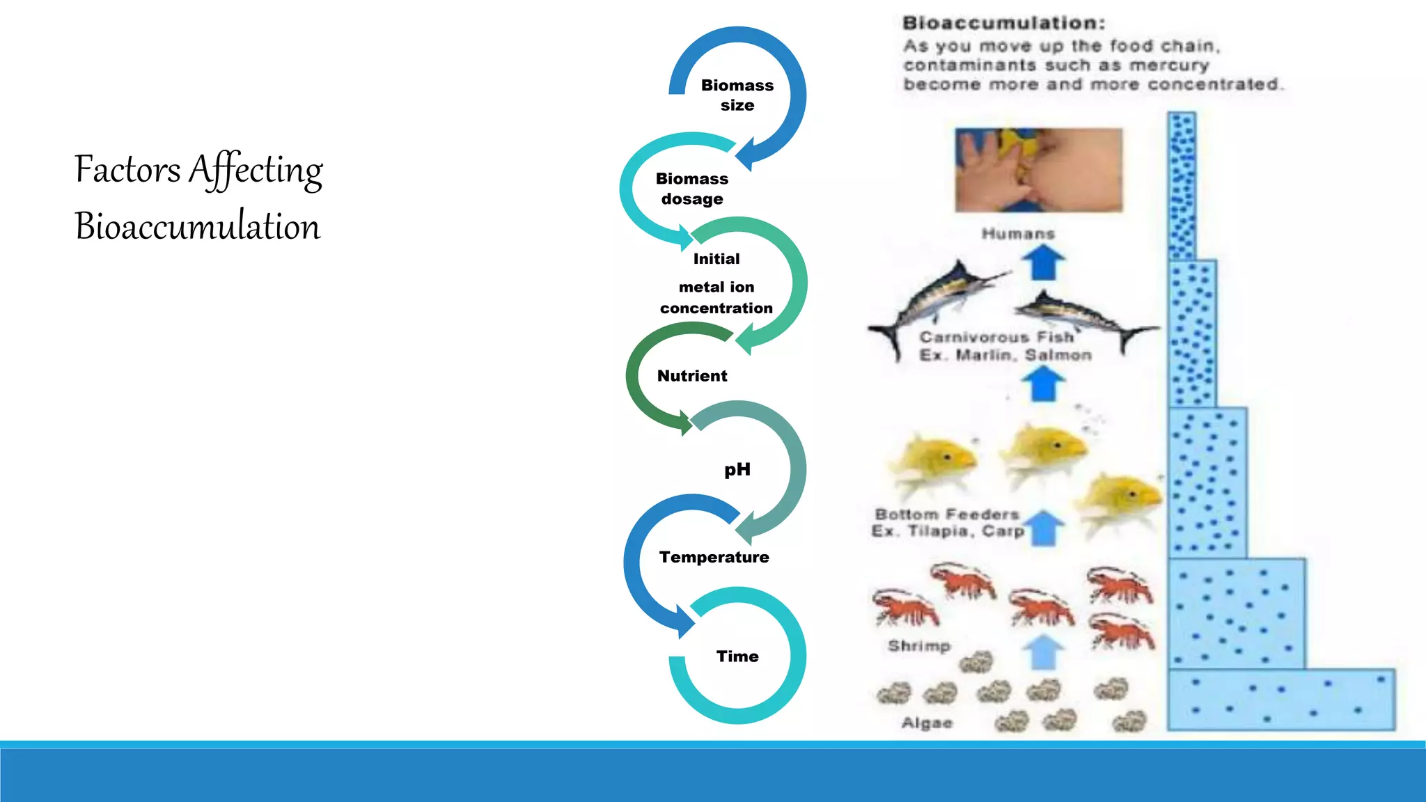 Biosorption and Bioaccumulation ppt.pptx