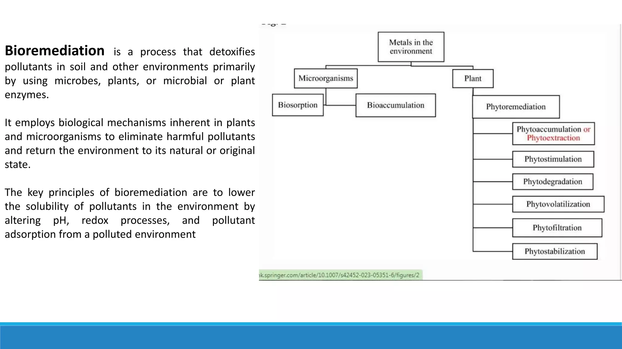 Biosorption and Bioaccumulation ppt.pptx