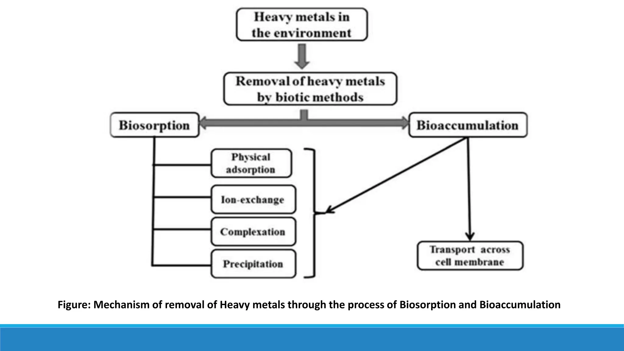 Biosorption and Bioaccumulation ppt.pptx