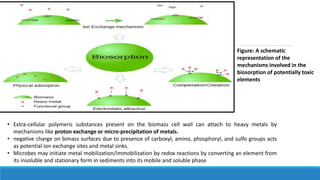 Biosorption and Bioaccumulation ppt.pptx