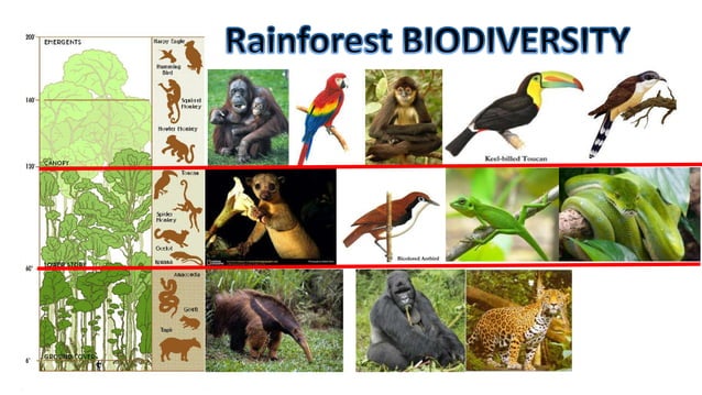 The Biosphere and Humans | PPT