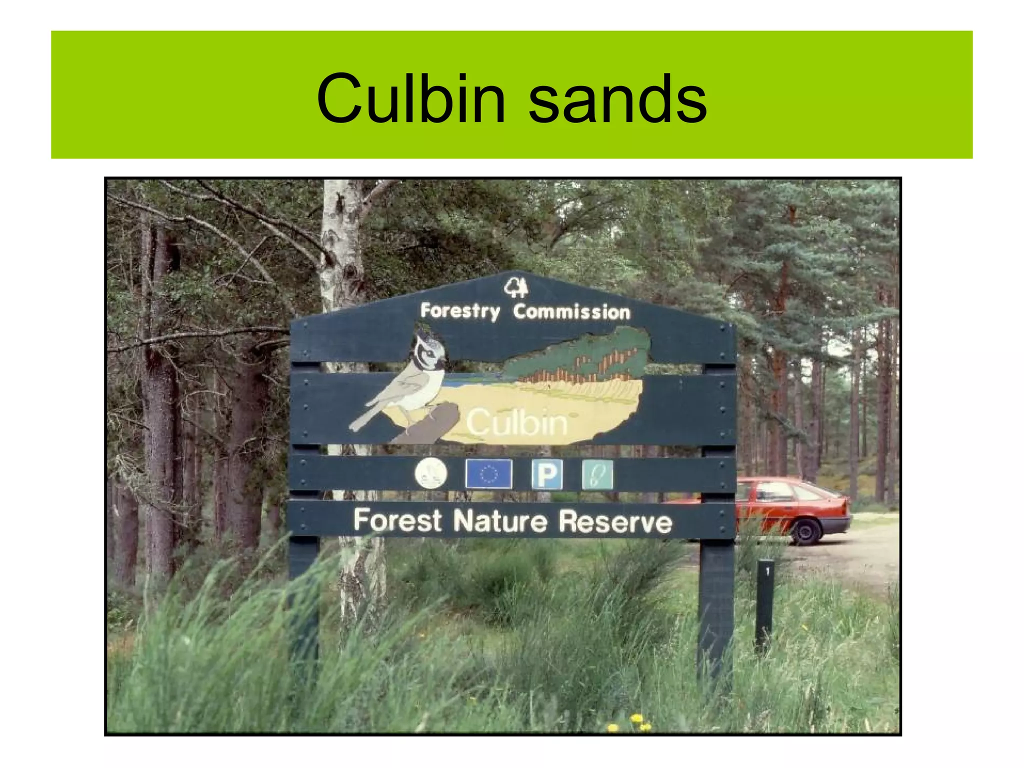 Biosphere : Sand Dune Succession | PPT | Landscaping | Home & Garden