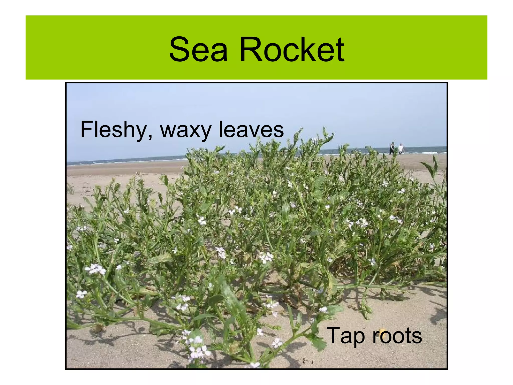 Biosphere : Sand Dune Succession | PPT | Landscaping | Home & Garden