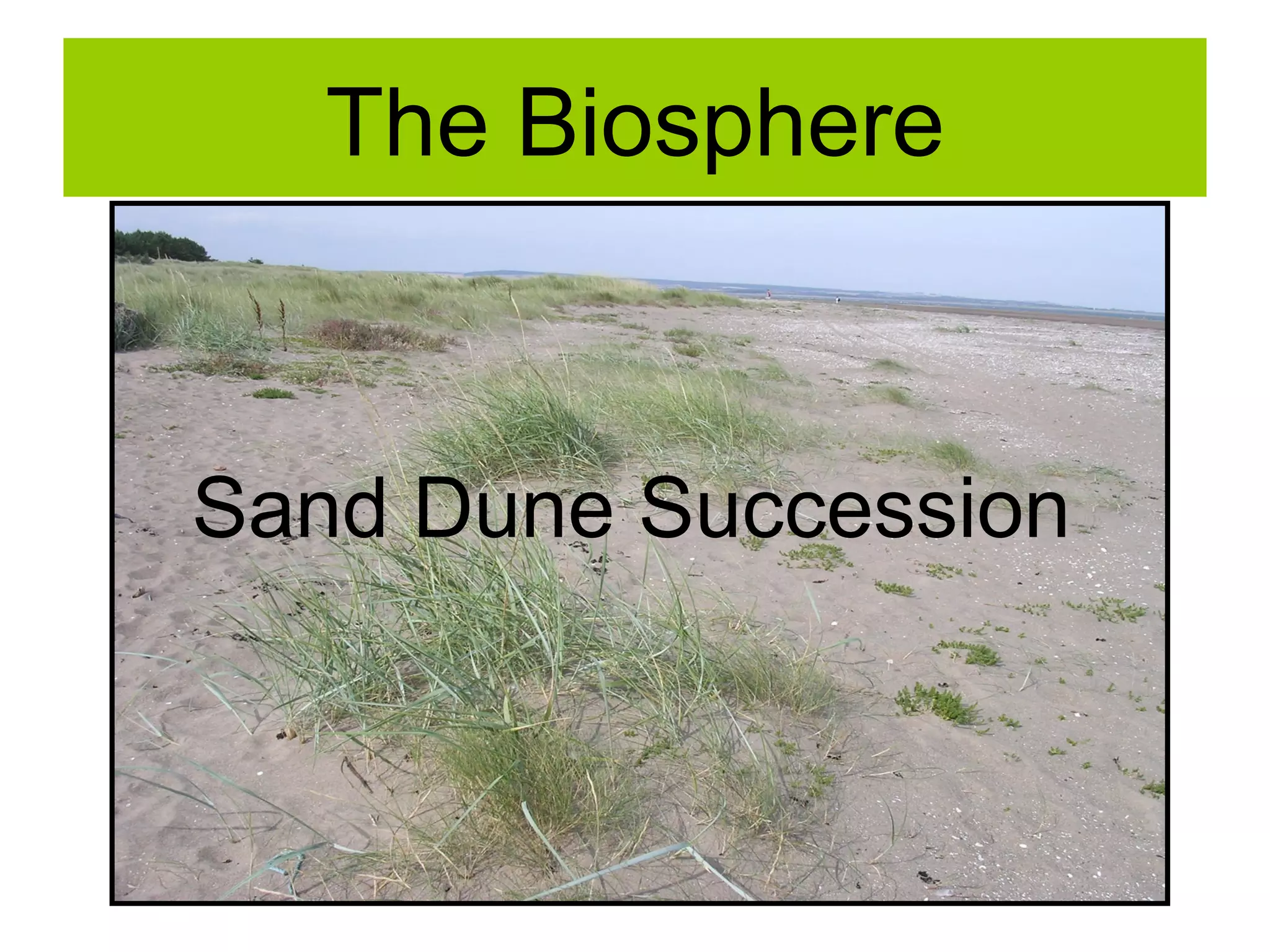 Biosphere : Sand Dune Succession | PPT | Landscaping | Home & Garden