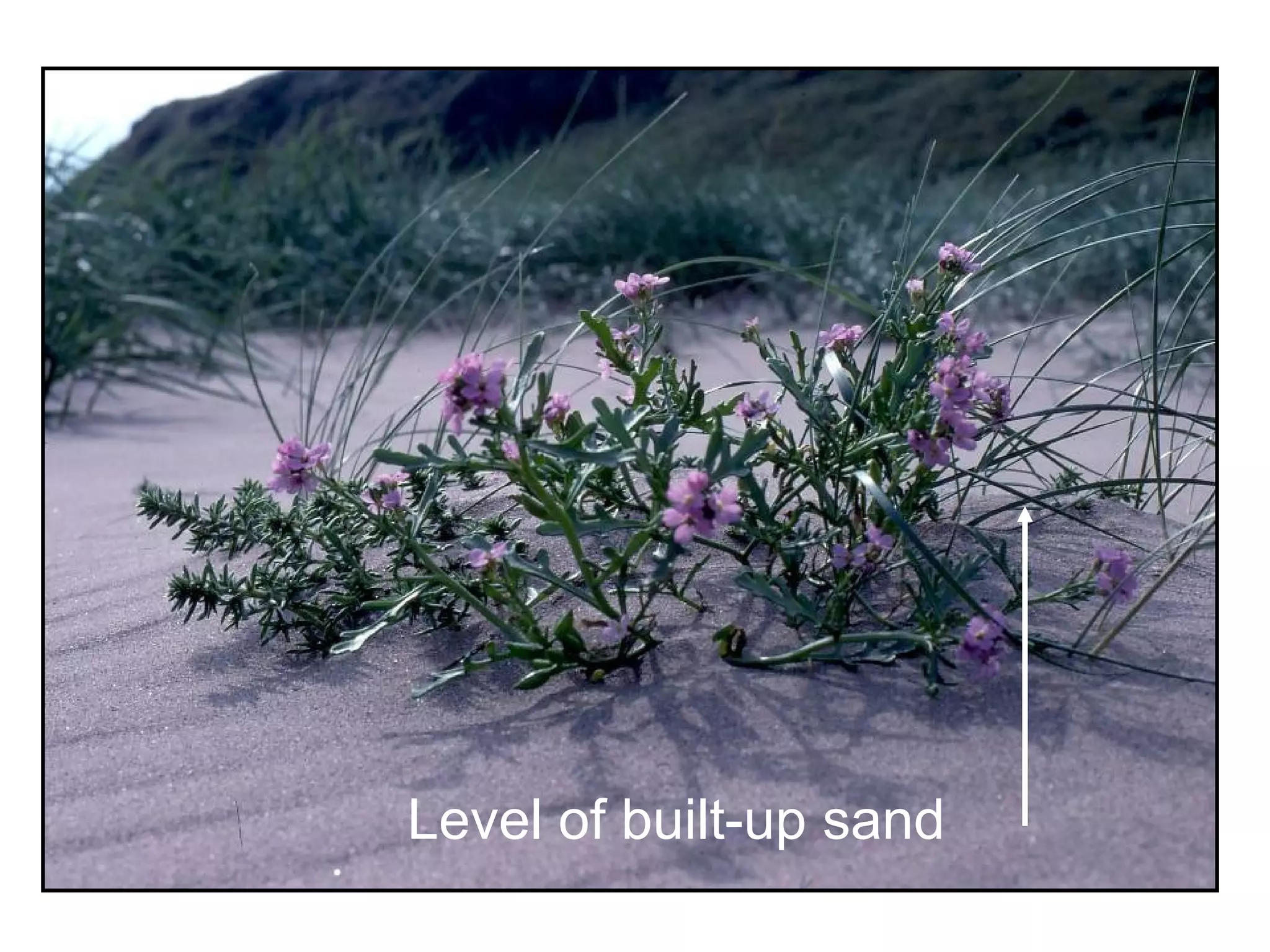 Biosphere : Sand Dune Succession | PPT | Landscaping | Home & Garden