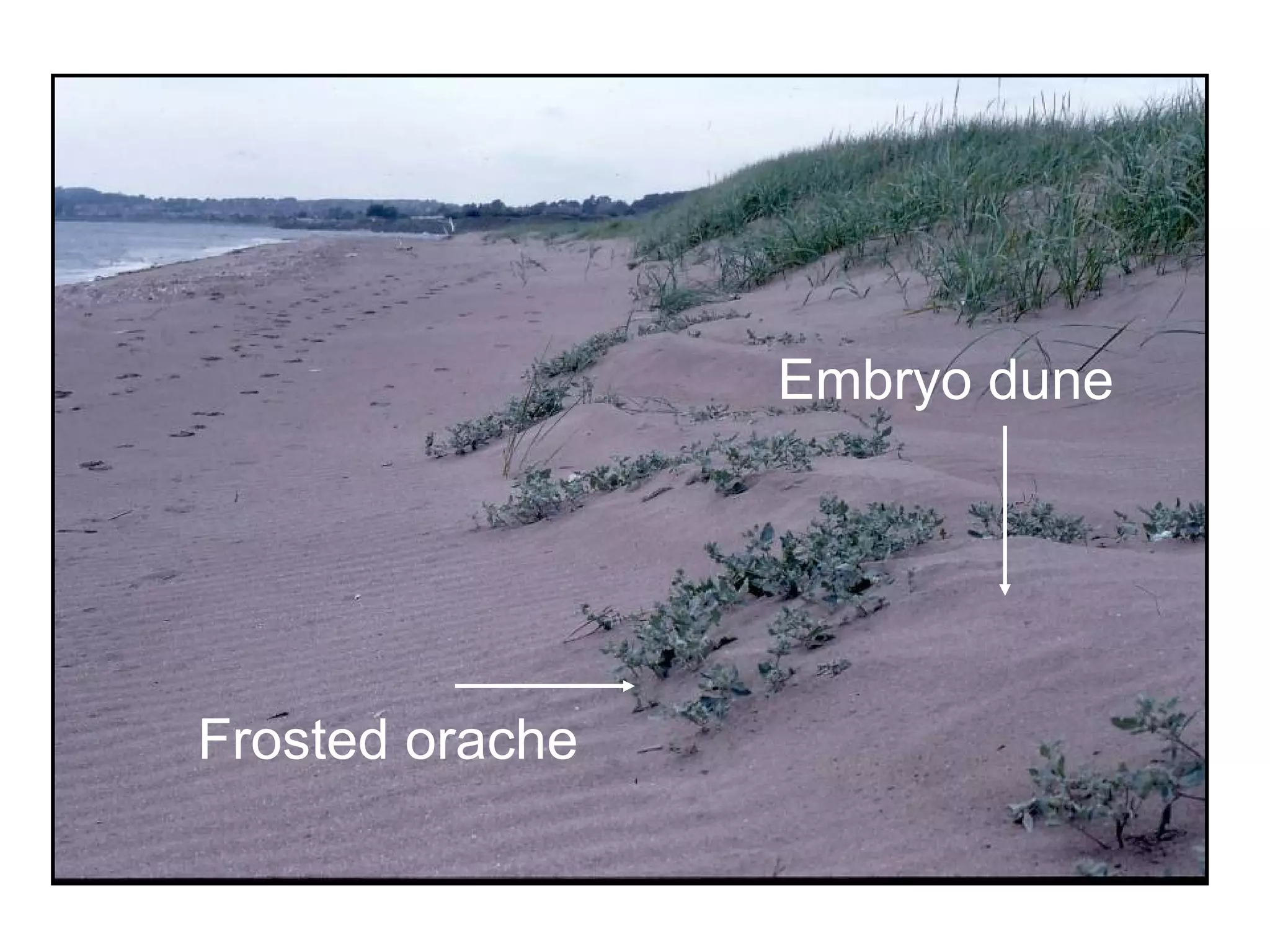 Biosphere : Sand Dune Succession | PPT | Landscaping | Home & Garden