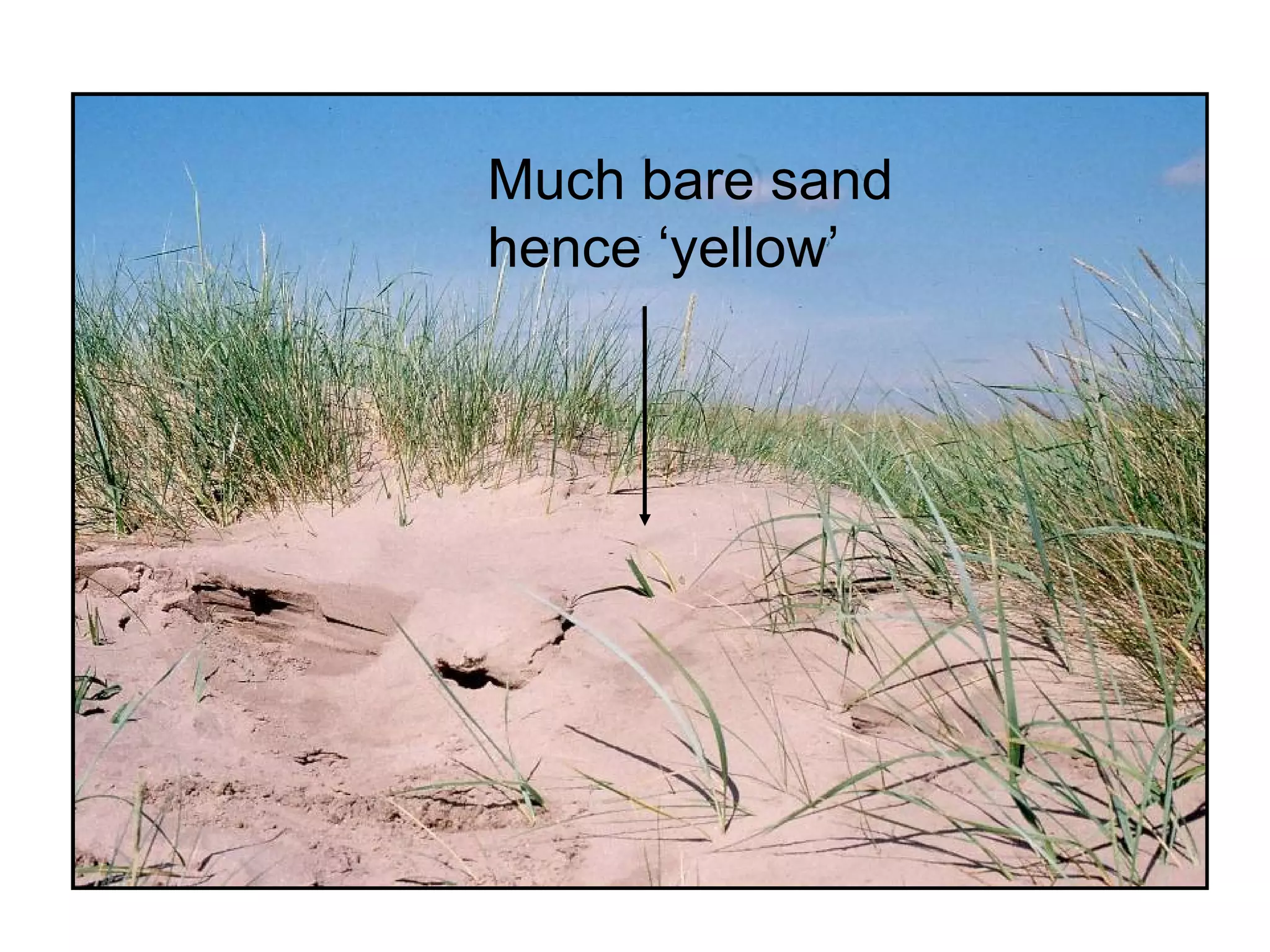 Biosphere : Sand Dune Succession | PPT | Landscaping | Home & Garden