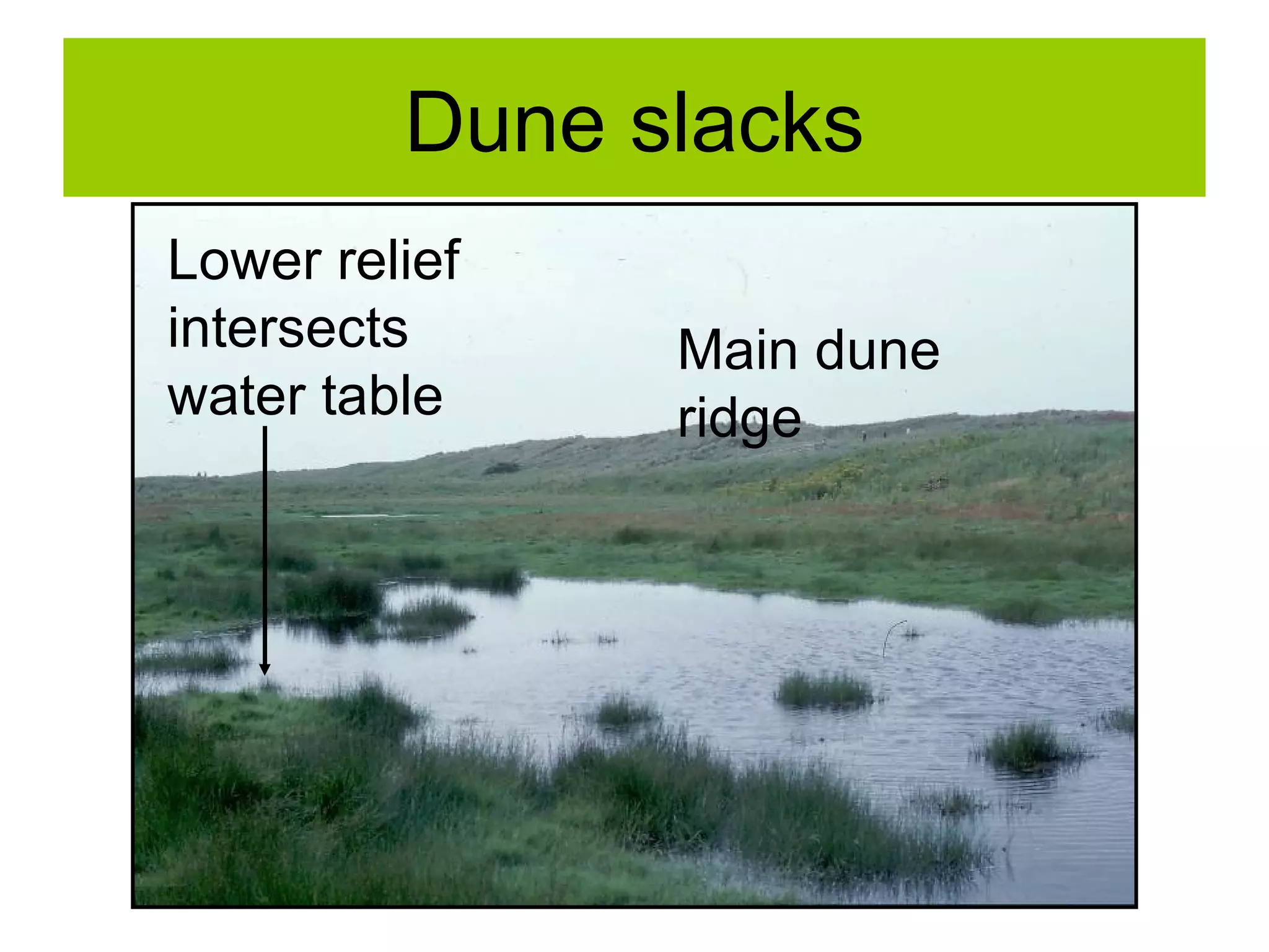 Biosphere : Sand Dune Succession | PPT | Landscaping | Home & Garden