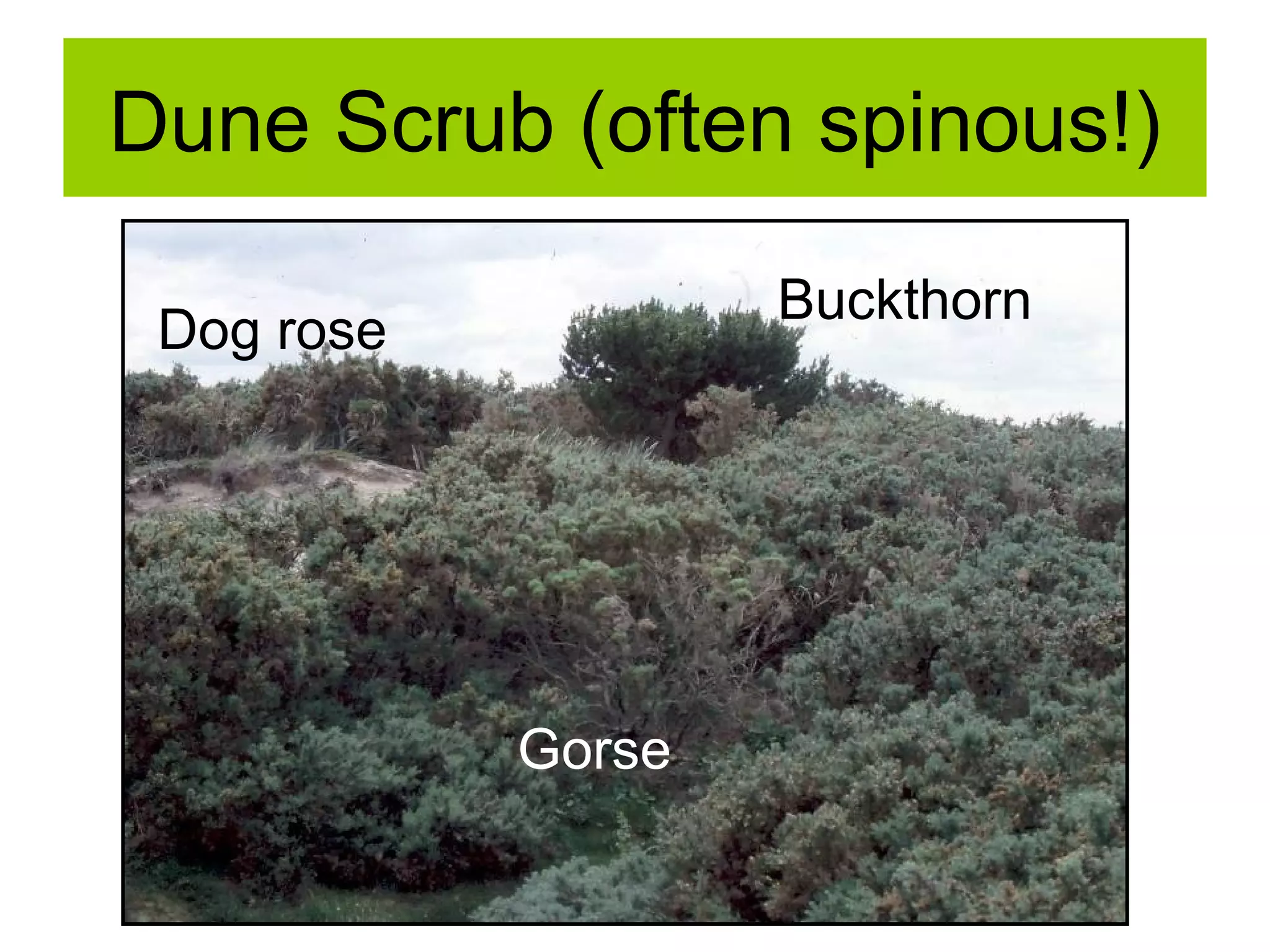 Biosphere : Sand Dune Succession | PPT | Landscaping | Home & Garden