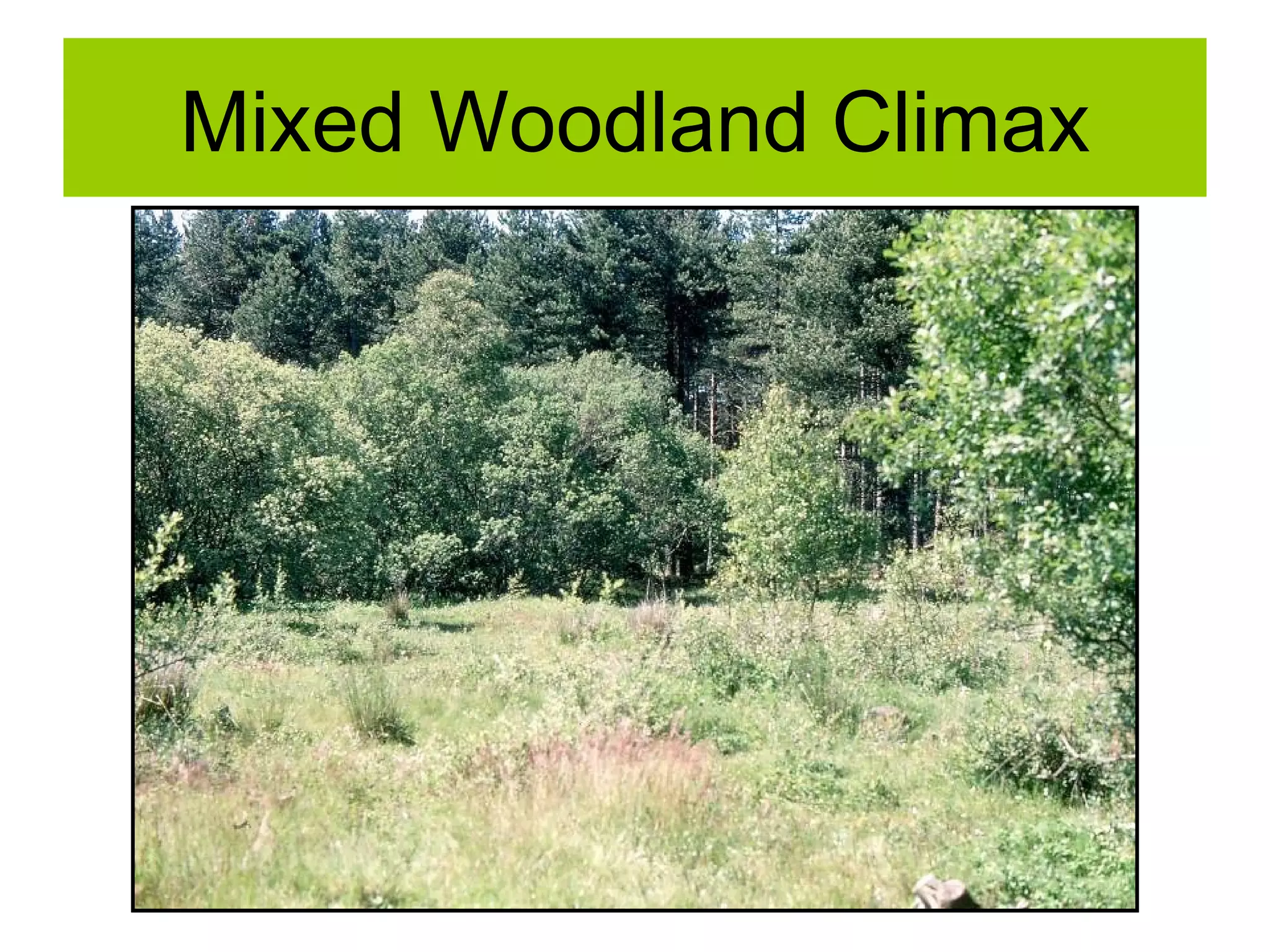 Biosphere : Sand Dune Succession | PPT | Landscaping | Home & Garden