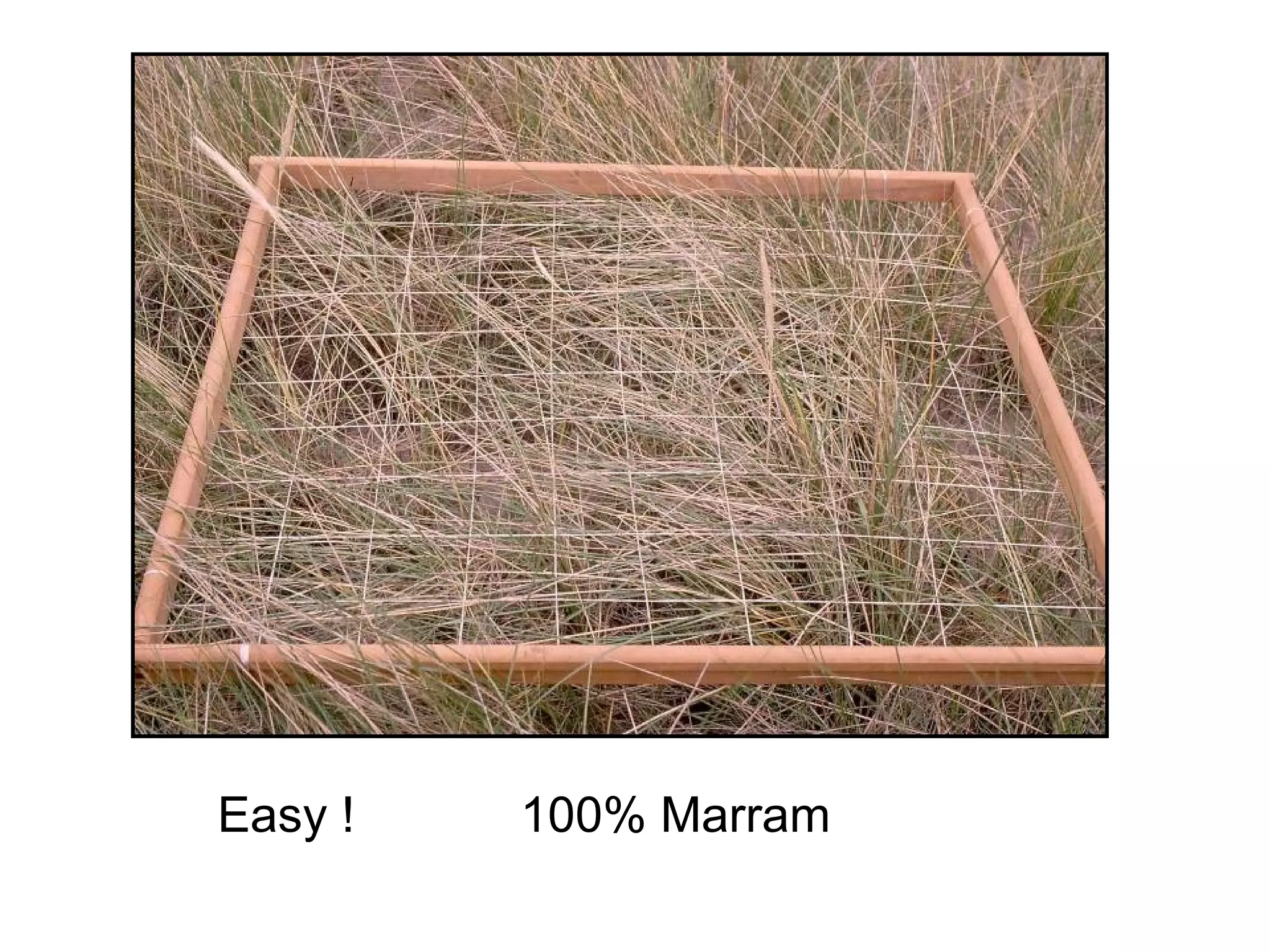 Biosphere : Sand Dune Succession | PPT | Landscaping | Home & Garden