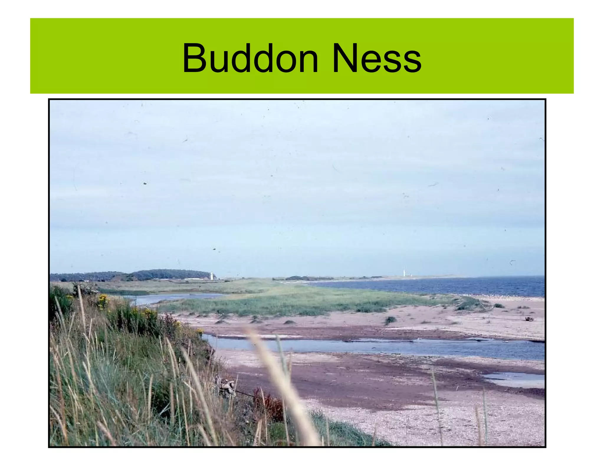 Biosphere : Sand Dune Succession | PPT | Landscaping | Home & Garden