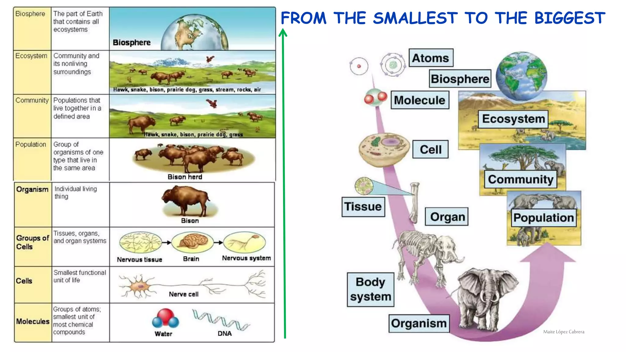 Biosphere ecosystems | PPTX