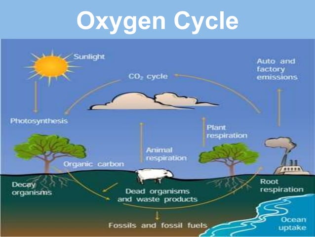 Biosphere to Ecosystems