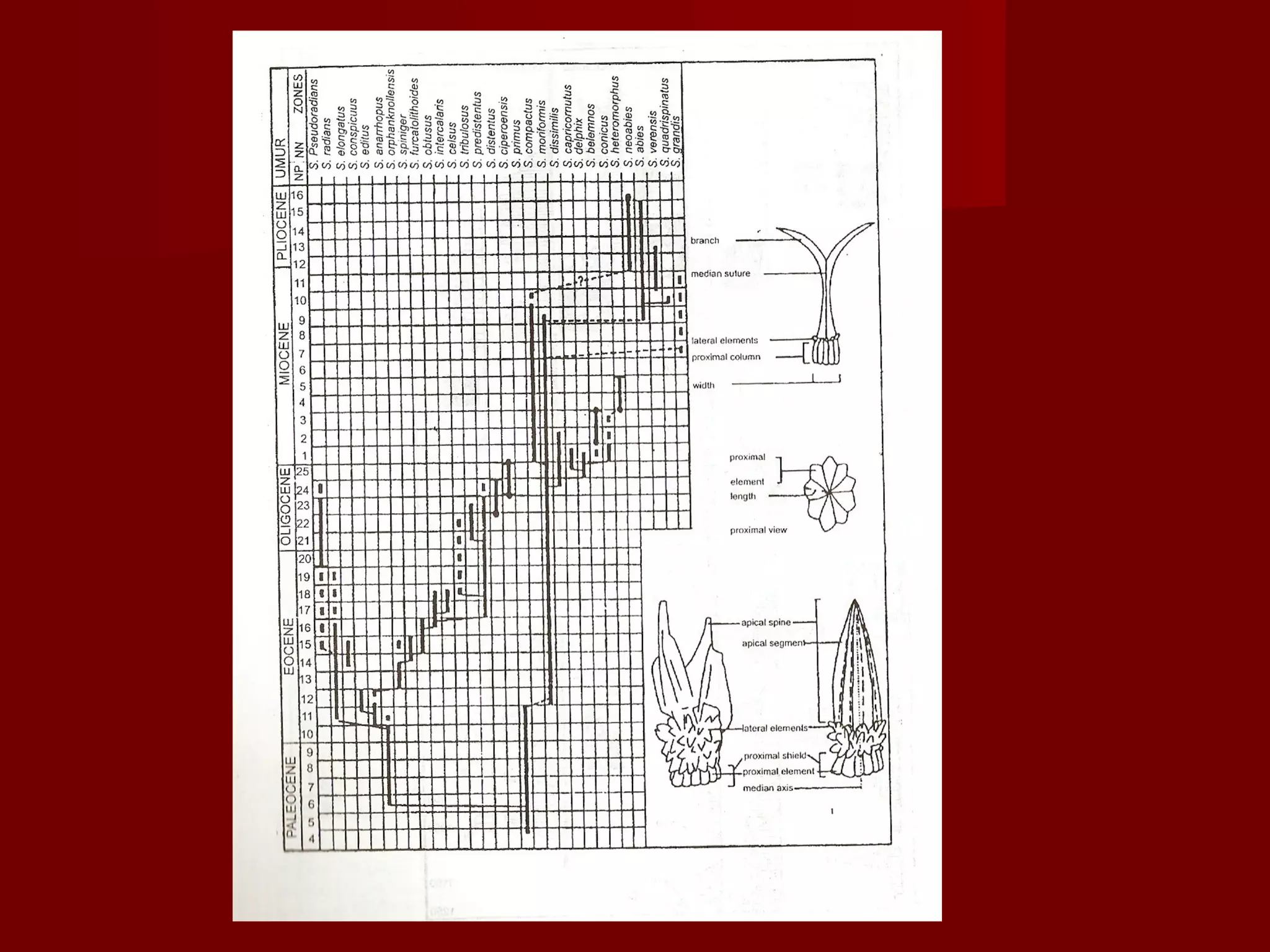 Biostratigrafi nanofosil | PPT