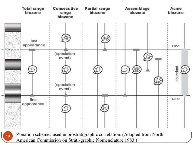Biostratigraphy
