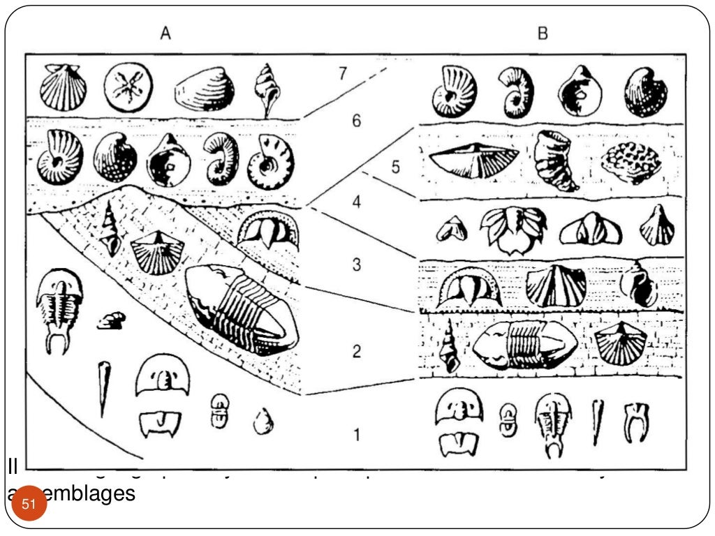 Biostratigraphy