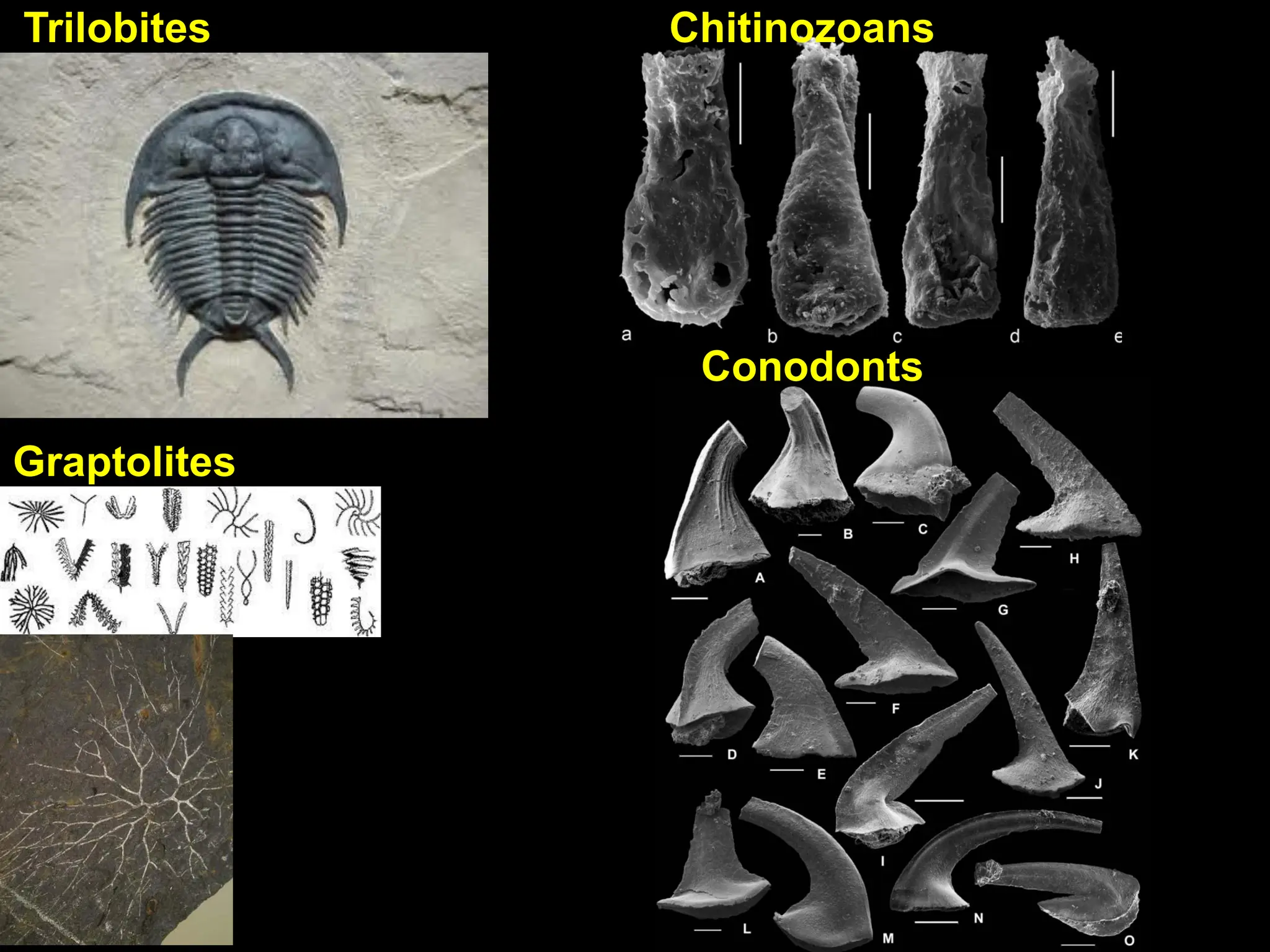 Biostratigraphy Introduction and history | PDF