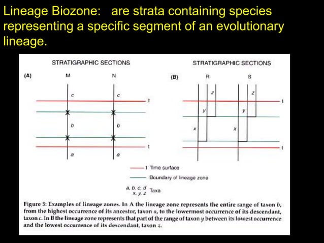 Biostratigraphy Introduction and history | PDF